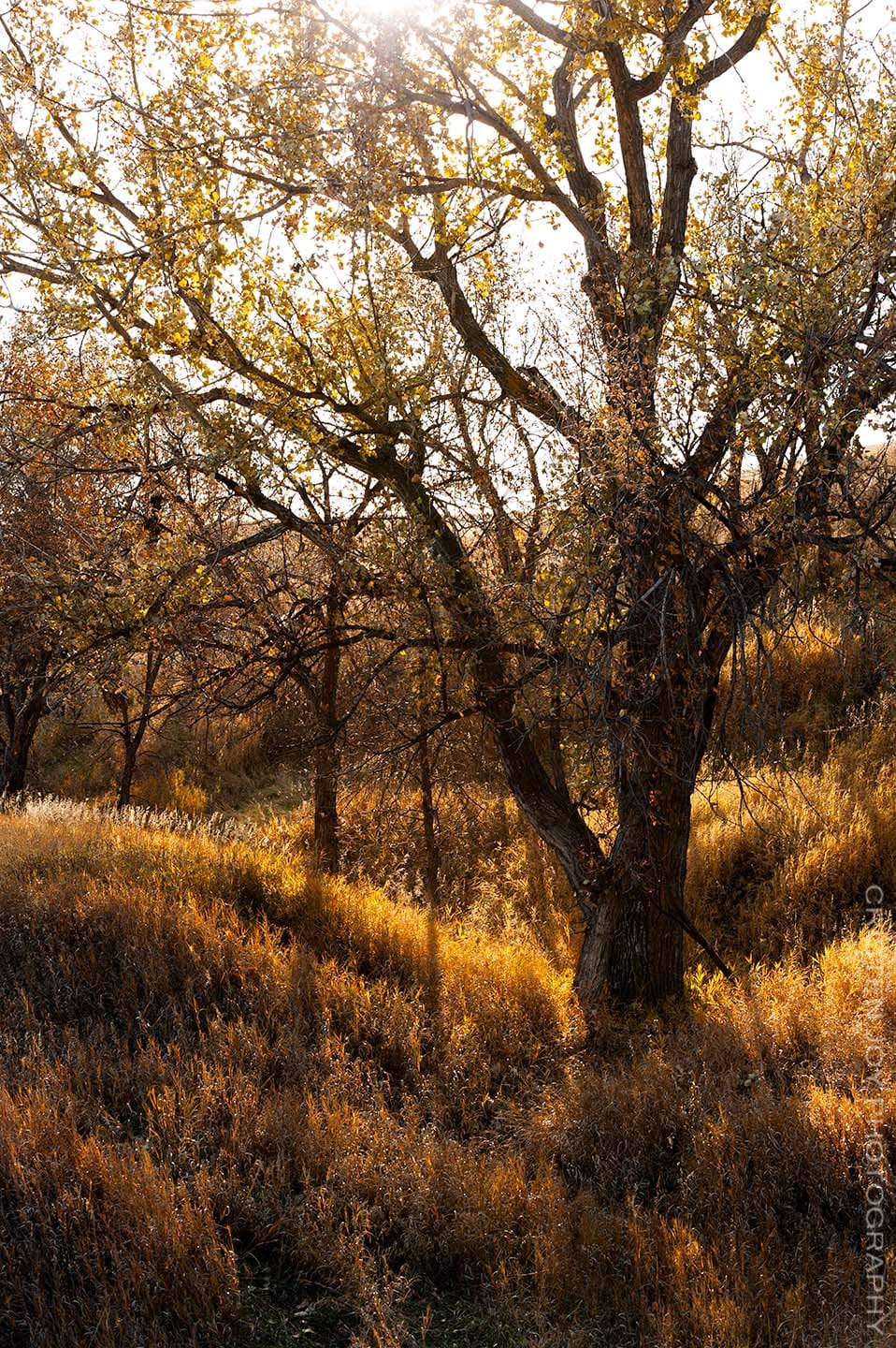 Searching for Fall on the Prairie - Cristen Joy Photography