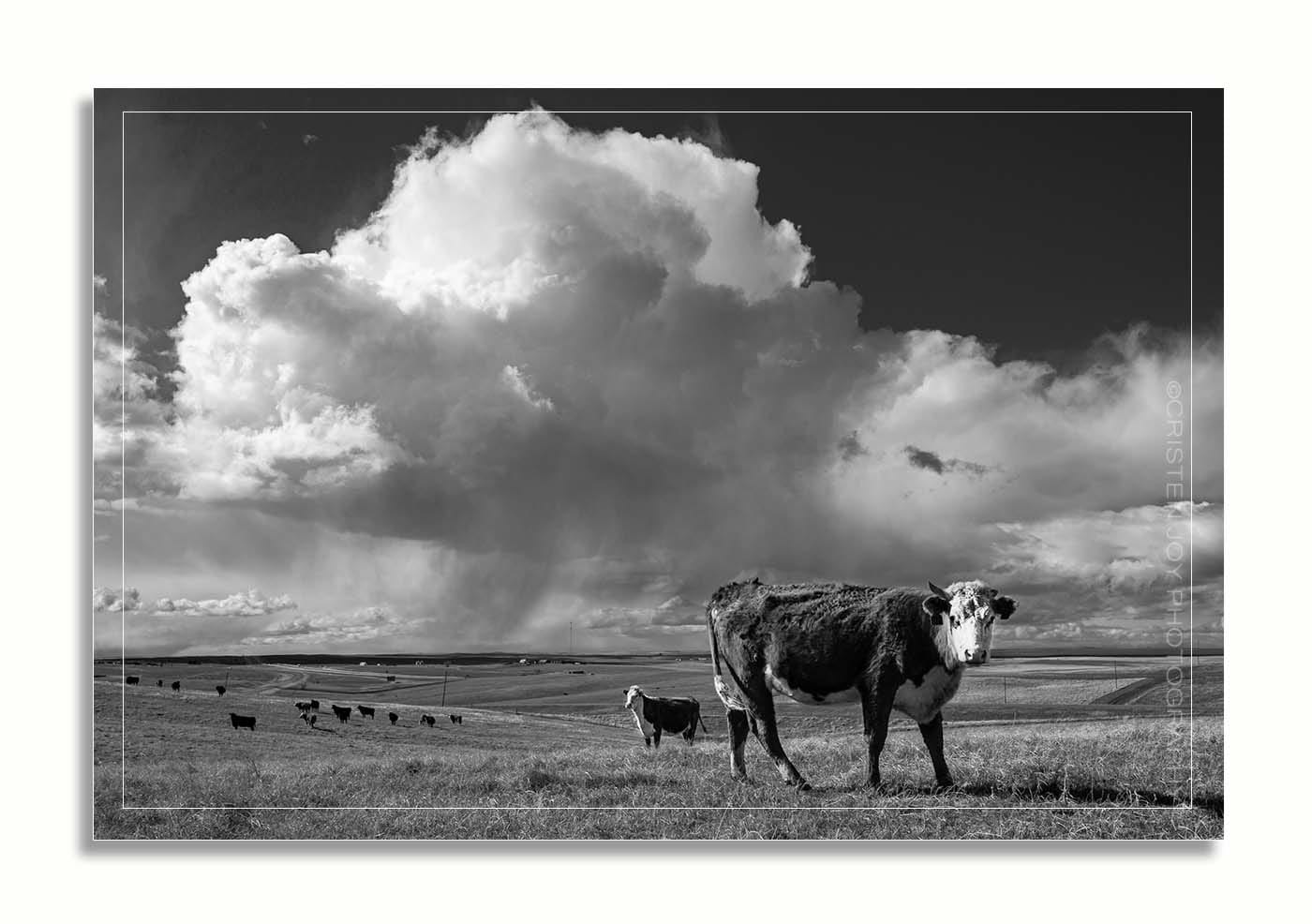 The Prairie in Spring - Cristen Joy Photography