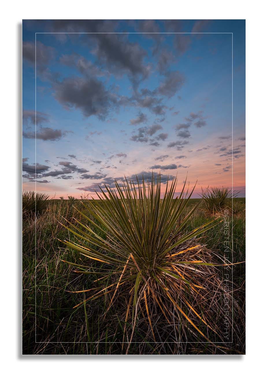The Prairie in Spring - Cristen Joy Photography