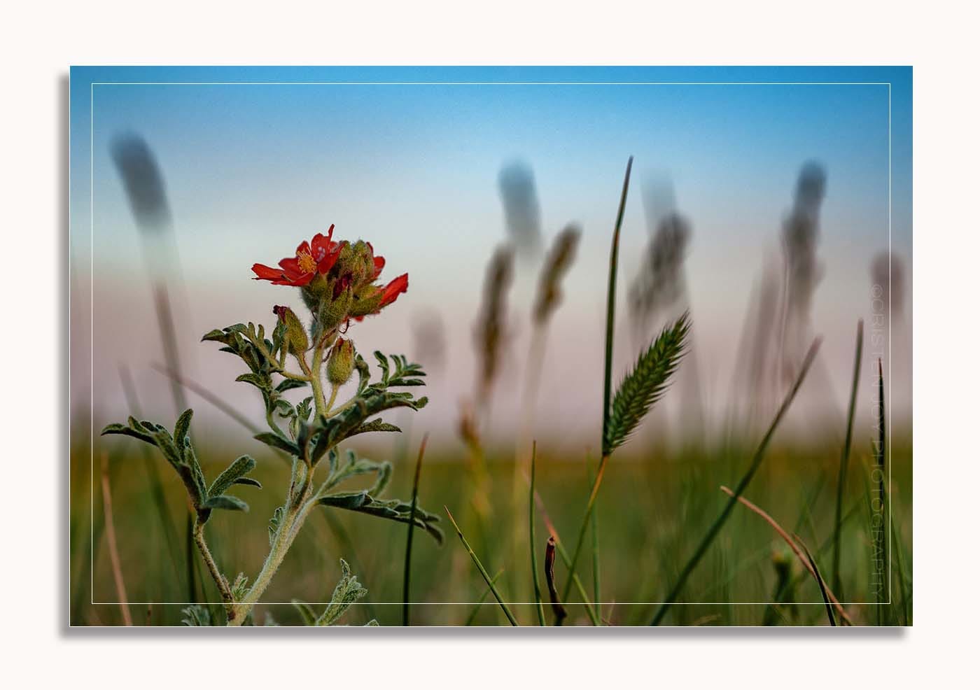 The Prairie in Spring - Cristen Joy Photography